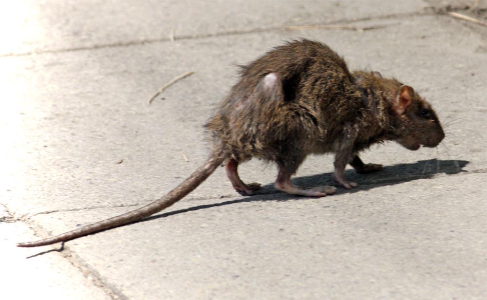 Comptroller: City Too Slow on Rat Complaints | WNYC | New York Public ...