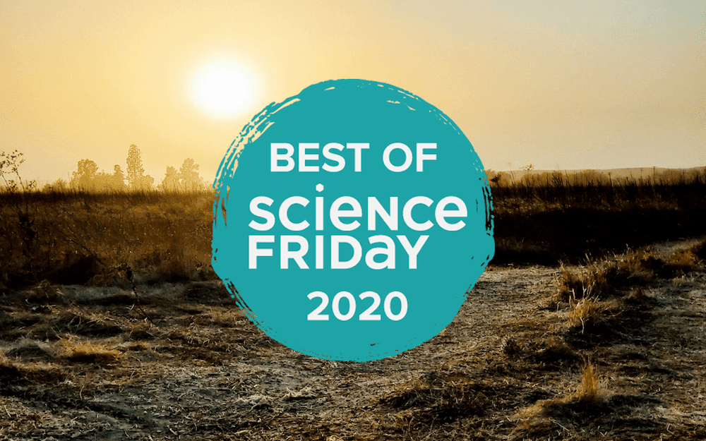 2020 In Review, Charismatic Tubeworms, Dog Evolution. Dec 25, 2020 ...