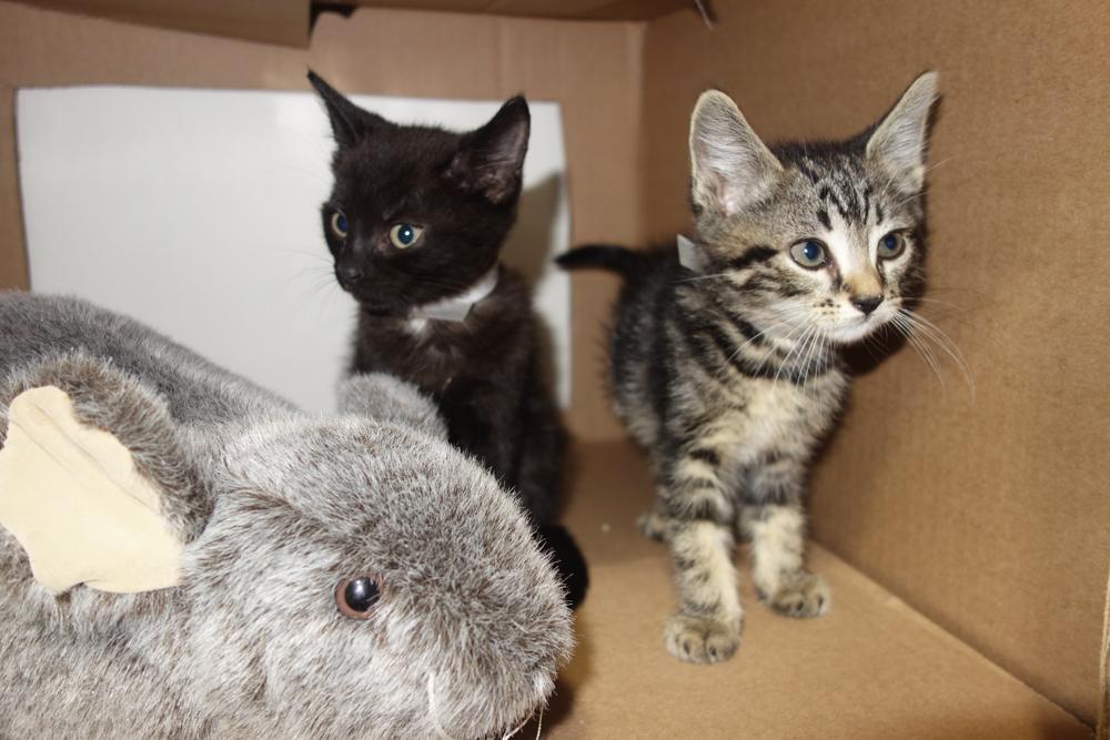 Subway Kittens Land on All Four Paws in Brooklyn | WNYC | New York ...