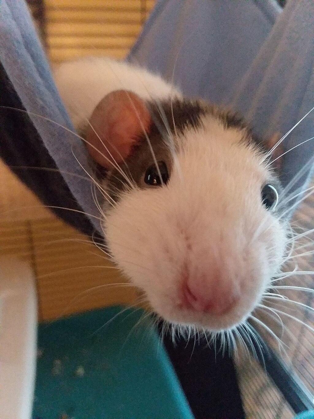 Pets in the City: Rats & Other Small Furry Creatures | The Brian Lehrer ...