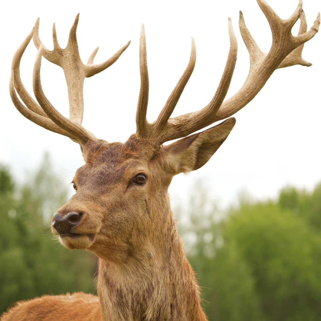 Hunters of Color: Connecting Hunting and Conservation | The Takeaway ...