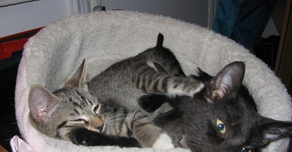 Subway Kittens Ready for Forever Home - WNYC