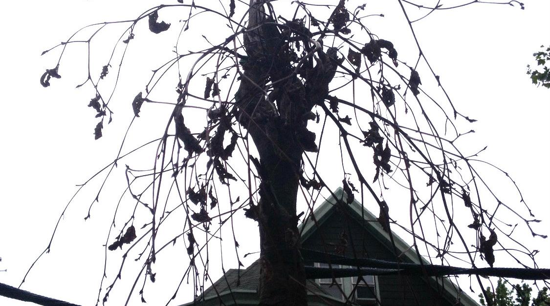 If a Tree Dies in the City, Will Anyone Notice? - WNYC