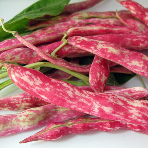 Cranberry Beans To Save Your Life - WNYC
