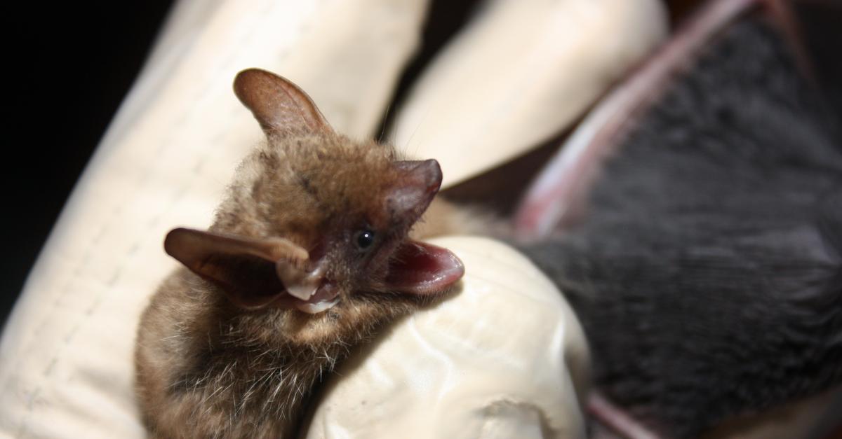 Moldy Bananas May Hold the Secret to Saving Bats' Lives - Hypothesis - WNYC