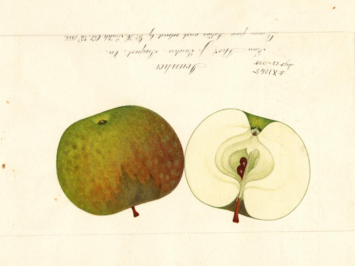 An Apple Detective Rediscovered 7 Kinds Of Apples Thought To Be Extinct ...