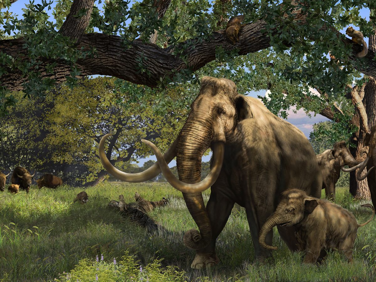 Mammoth On The Move: Rare, Nearly-Intact Skeleton Heads To Dallas | All ...