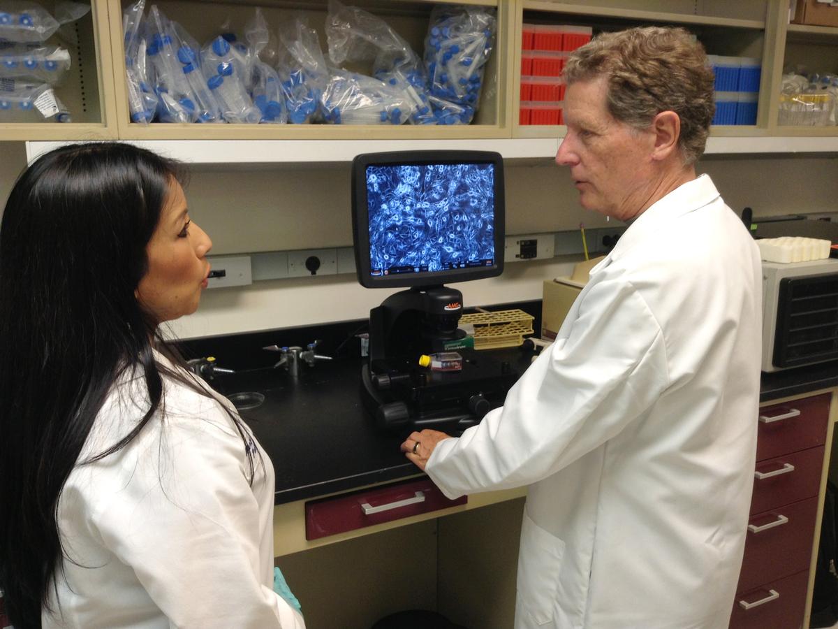 A Bed Of Mouse Cells Helps Human Cells Thrive In The Lab | Morning ...