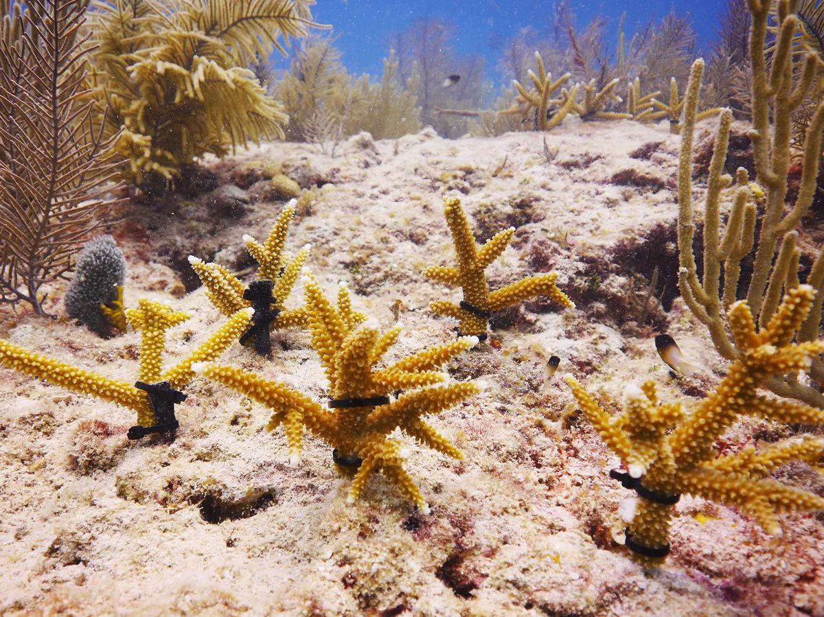 Scientists Catch Up On The Sex Life Of Coral To Help Reefs Survive