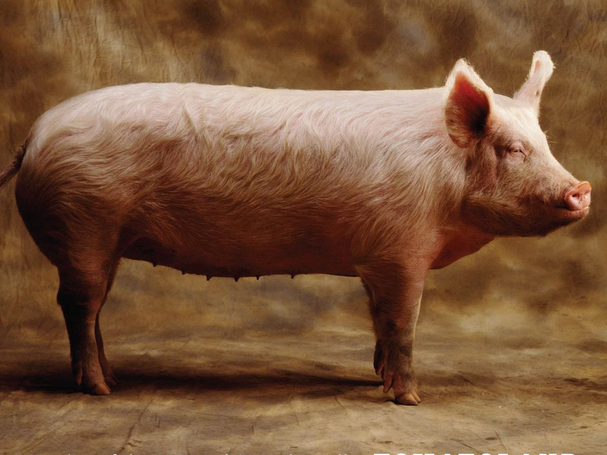 'Tales' Of Pig Intelligence, Factory Farming And Humane Bacon | Fresh ...