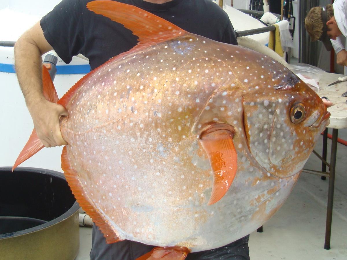 First In Fish: 'Fully Warm-Blooded' Moonfish Prowls The Deep Seas ...