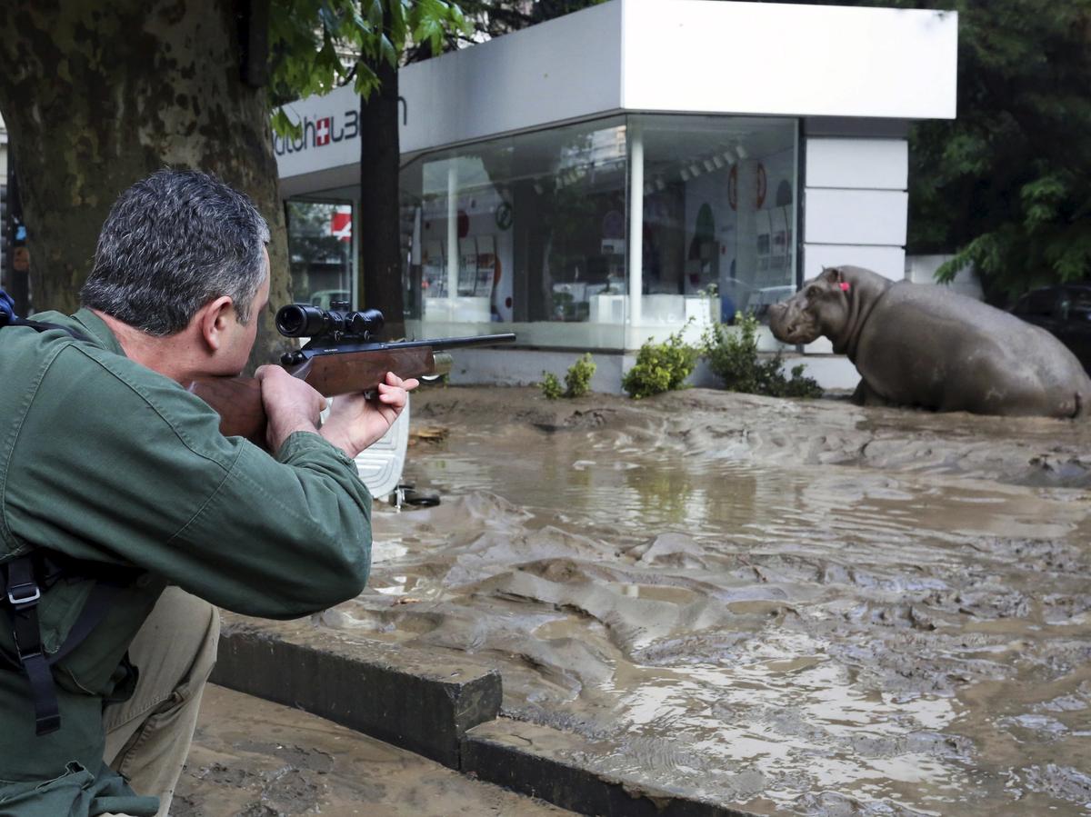 10 Dead, Zoo Animals Loose As Flooding Hits Tbilisi | WNYC | New York ...