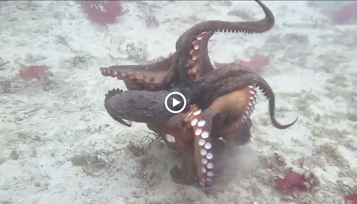 WATCH: Octopuses Appear To Take Up Arms As Submarine Warfare Escalates ...