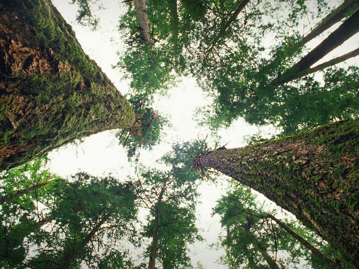 How Do Trees Collaborate? | TED Radio Hour | WNYC