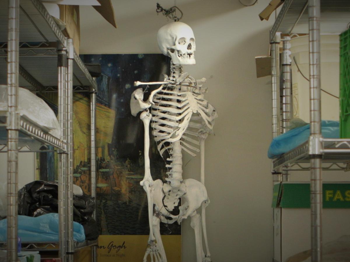 Classroom Skeleton: Whose Bones Are These? | WNYC | New York Public ...