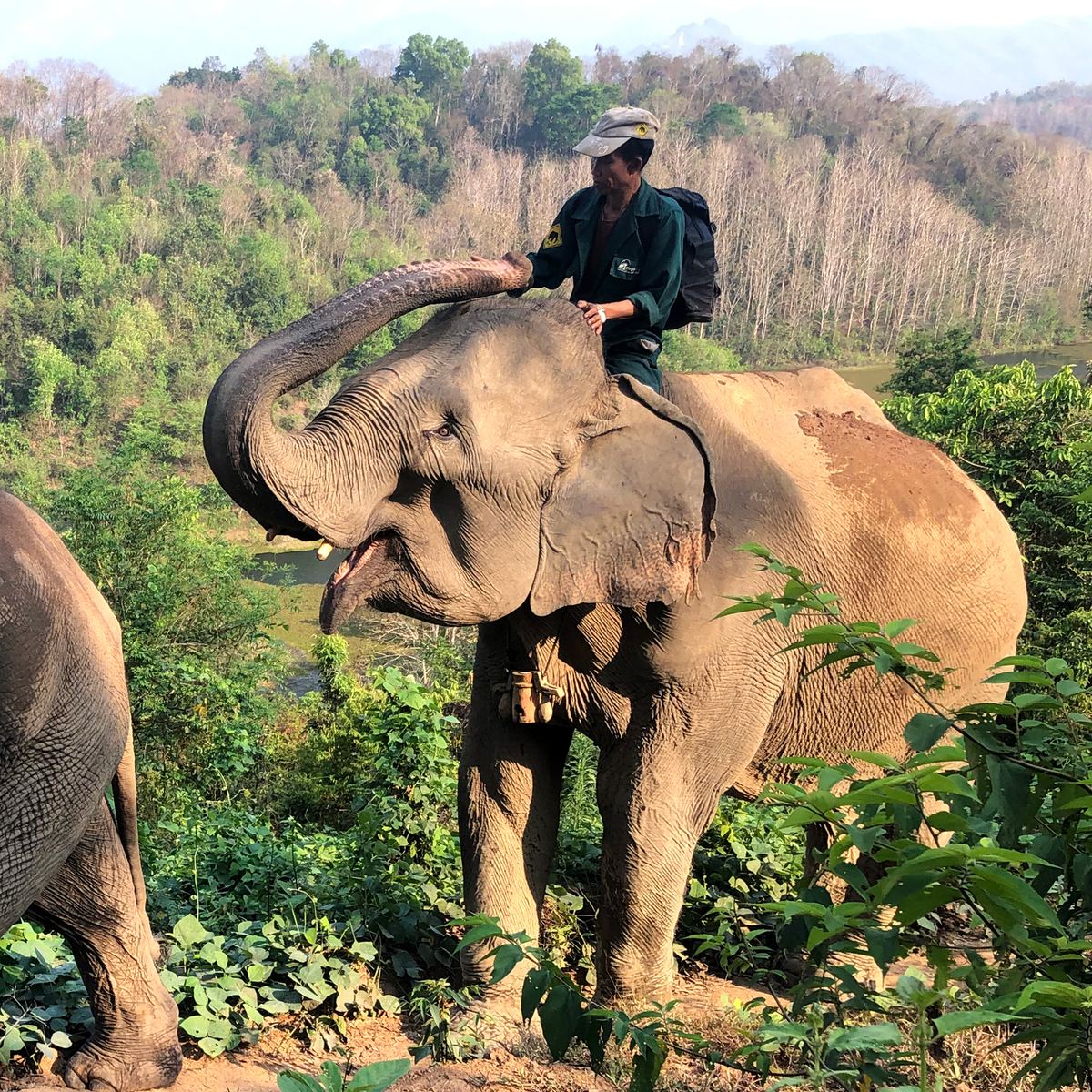 'A Million Elephants' No More: Conservationists In Laos Rush To Save An ... 'A Million Elephants' No More: Conservationists In Laos Rush To Save An ...