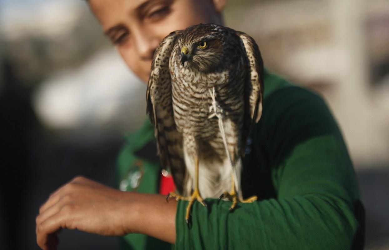 How Animals Evolve to Man-Made Ecosystems | Midday on WNYC | WNYC