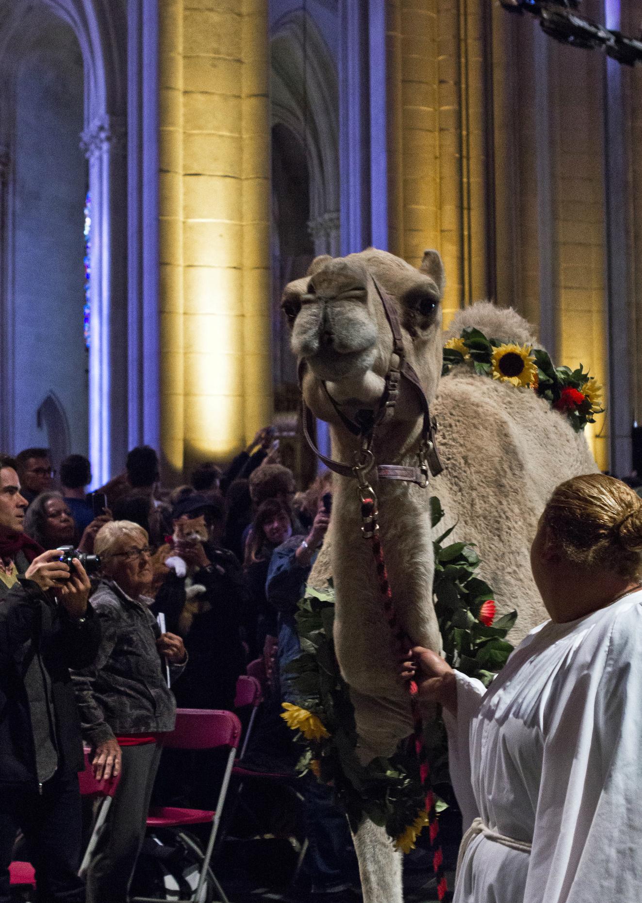 Unleashing Animal-Themed Pieces for St. Francis of Assisi Day | WQXR ...