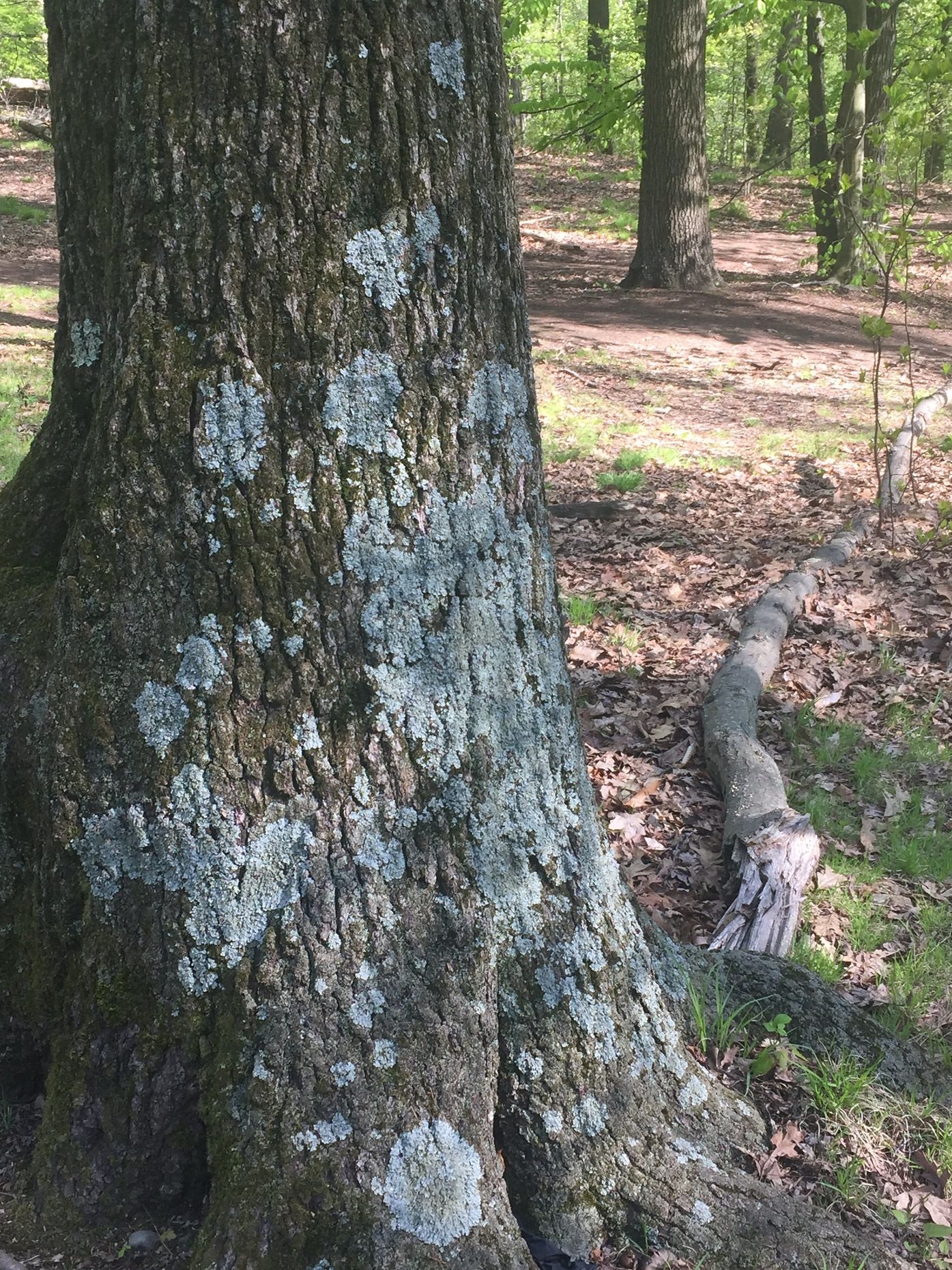 #BLTrees August: Trees as Ecosystem | The Brian Lehrer Show | WNYC Studios