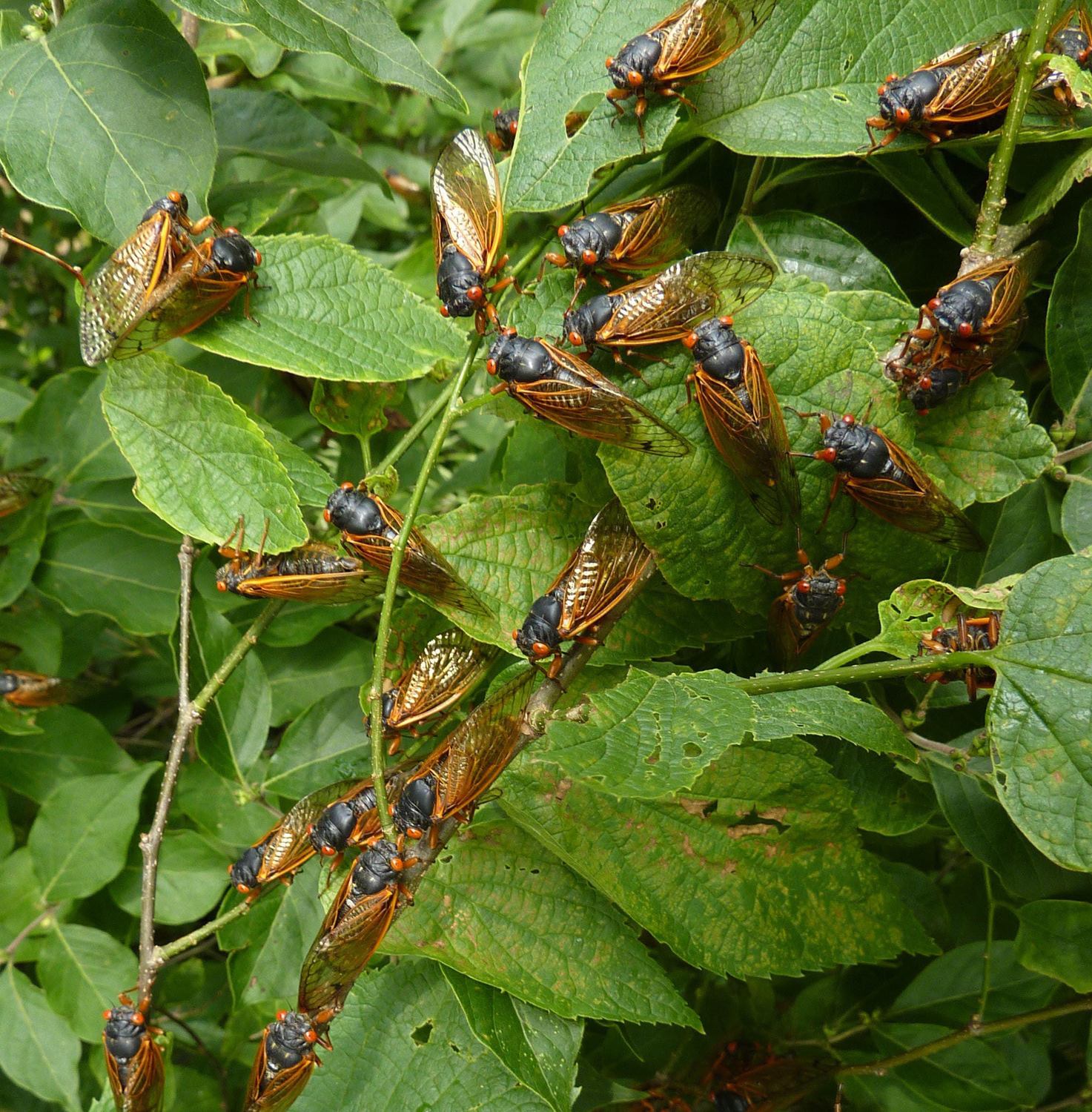 The Septendecennial Sing-Along | Radiolab for Kids Presents ...