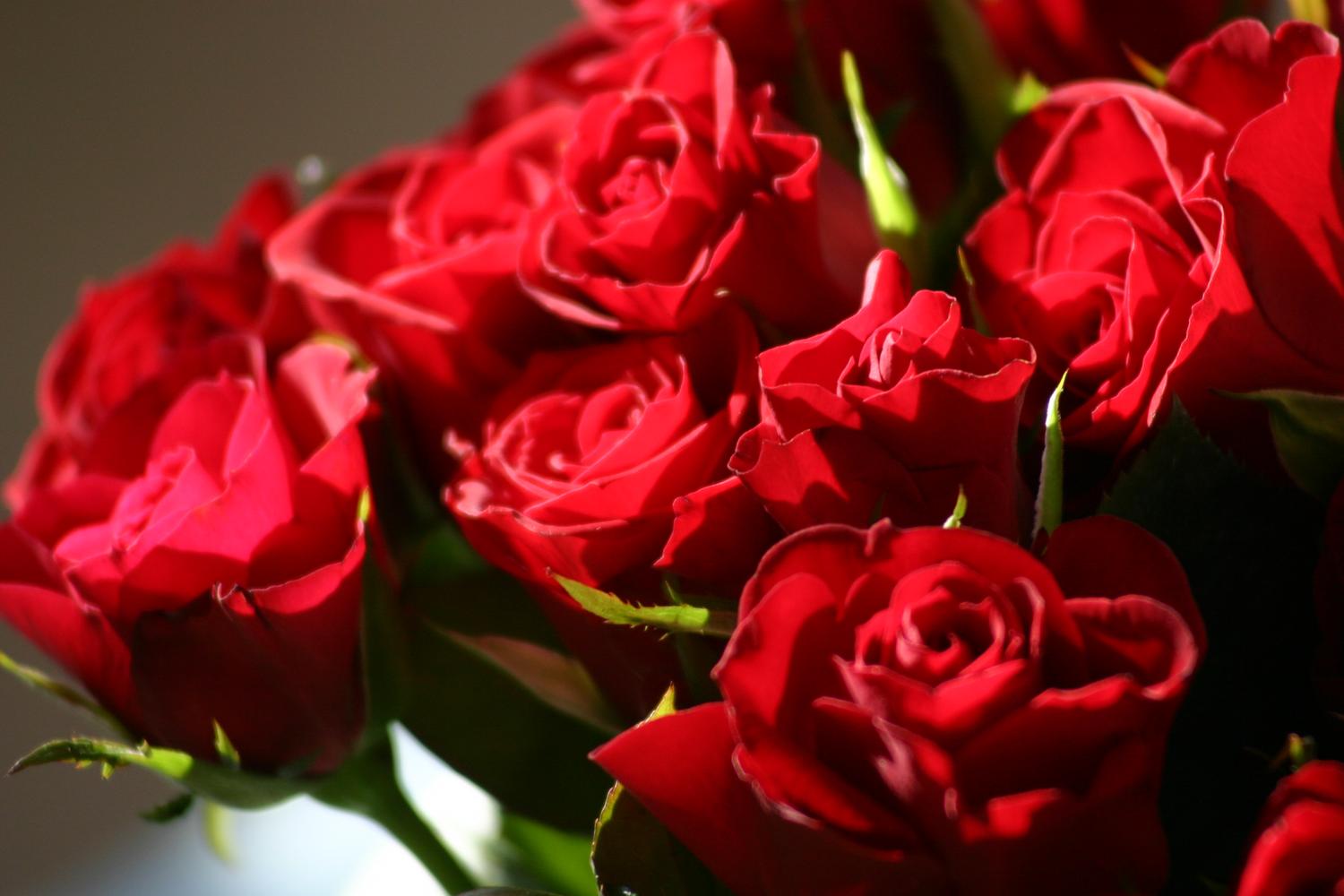 Opera Valentines | Operavore | WQXR