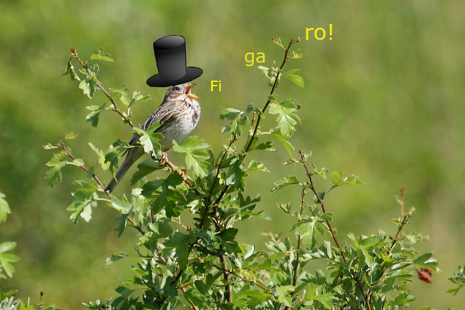 The Operavore Field Guide to Singers | Operavore | WQXR