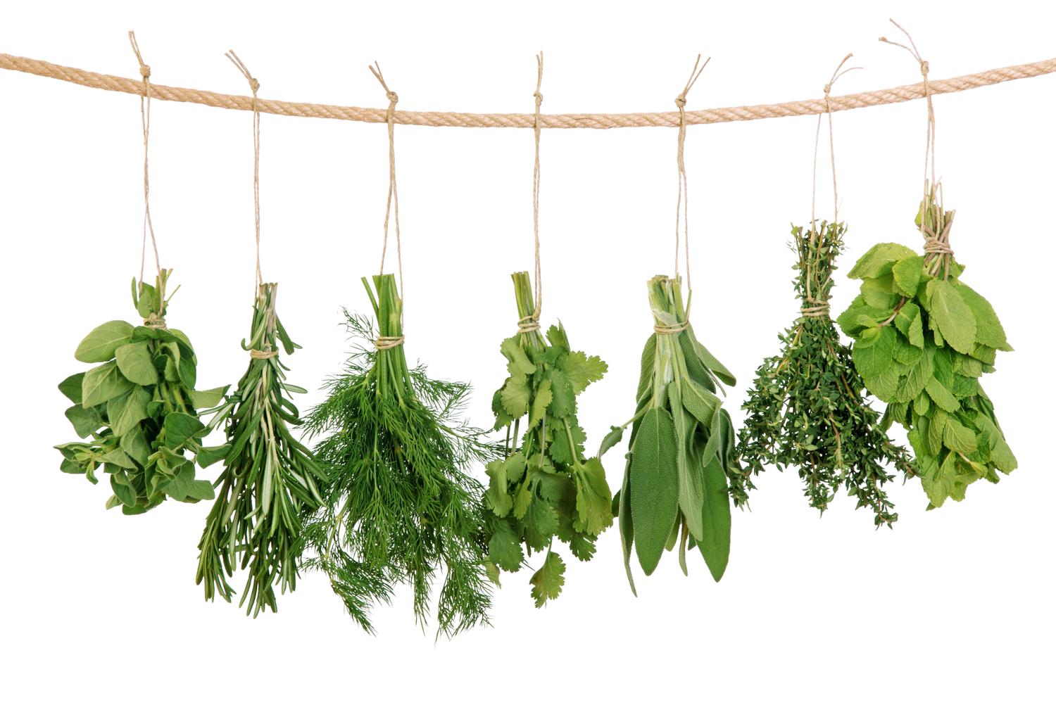 It's Never Too Late to Start an Herb Garden | All Of It | WNYC It's Never Too Late to Start an Herb Garden | All Of It | WNYC