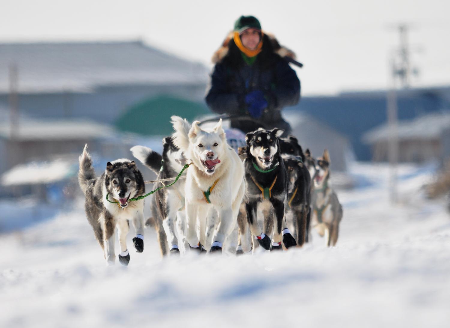 The Last Great Race: Champion Sledders Cross The Iditarod Finish Line ...