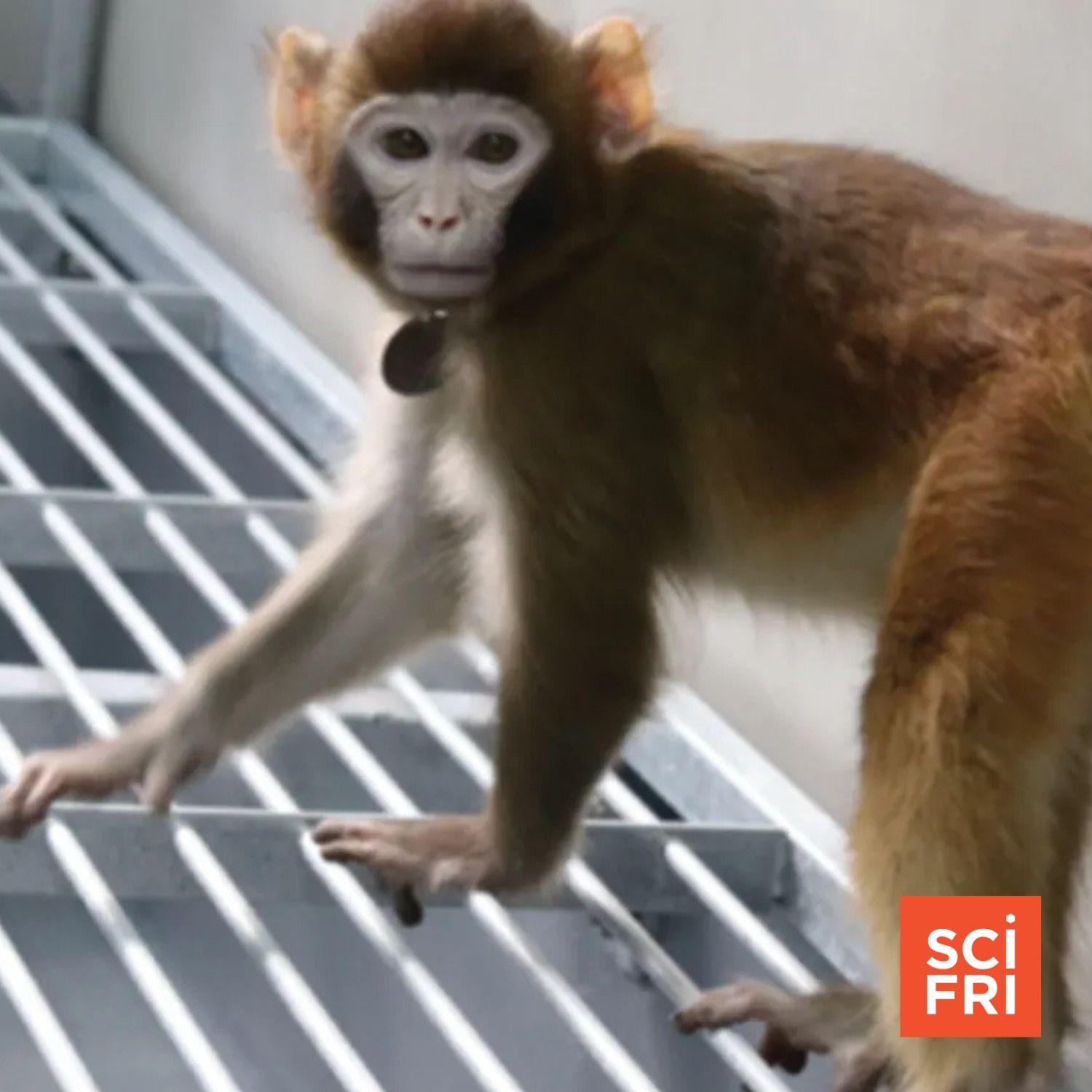 Rhesus Monkey Cloned With Modified Approach Has Survived Into Adulthood ...