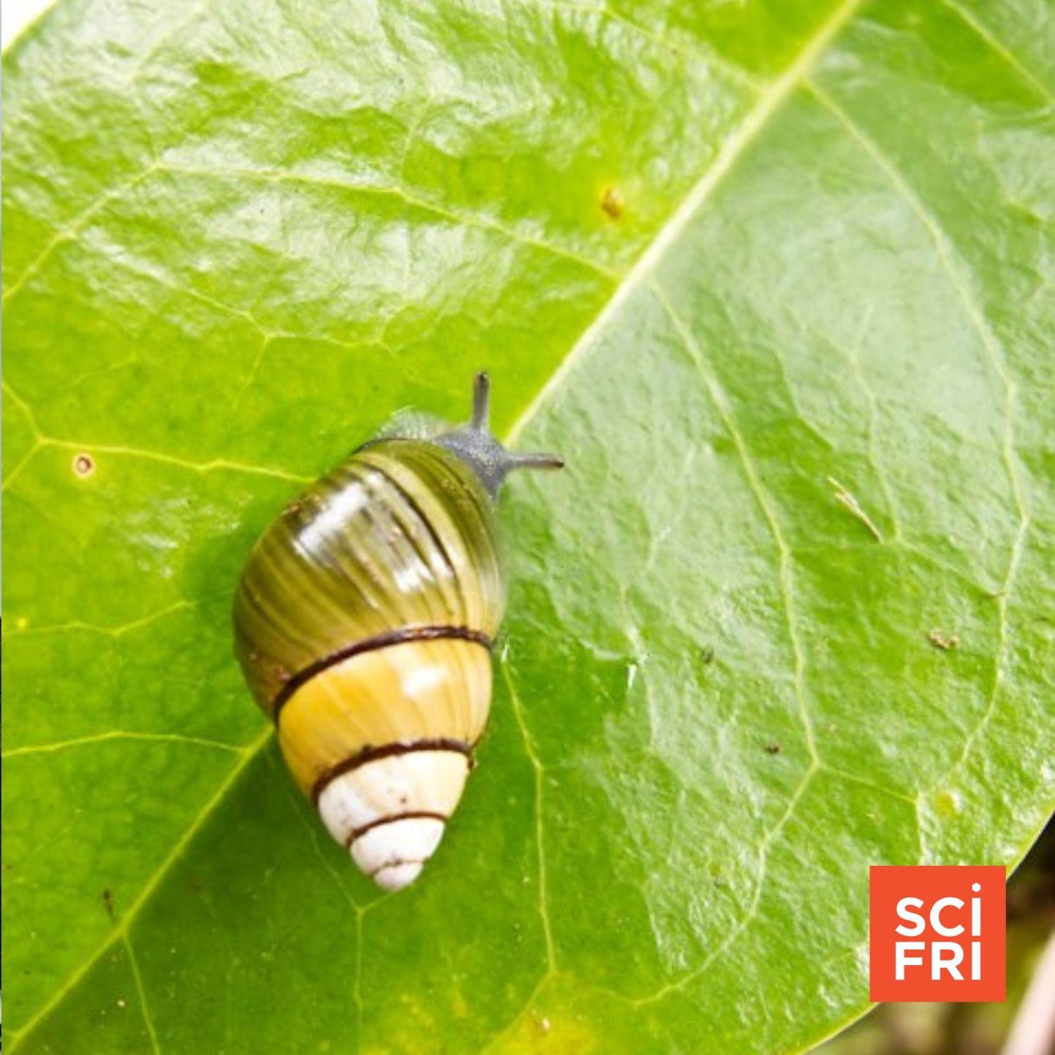 (Part 1) Endangered Species Act at 50: Hawaiian Land Snails | Science ...