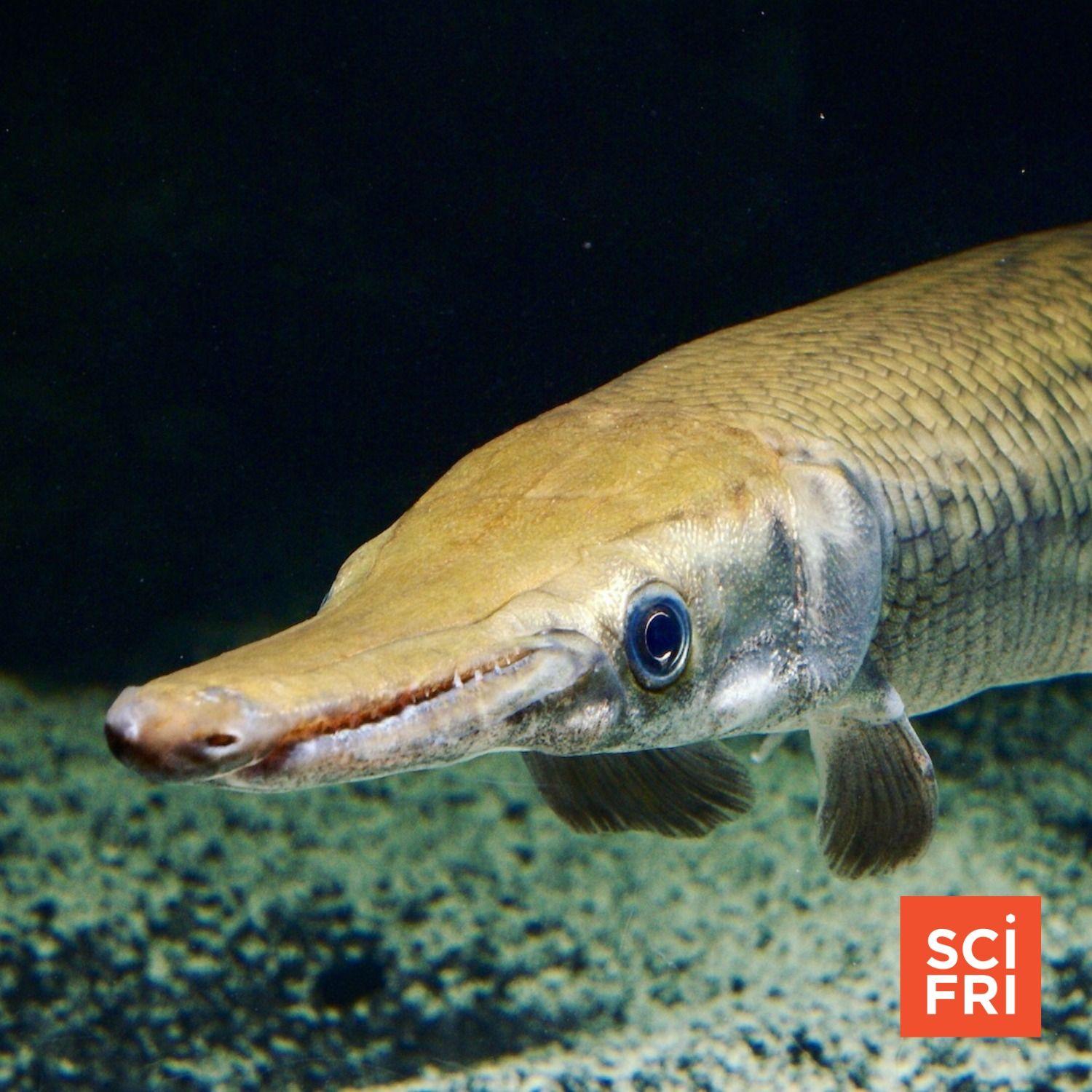 A Strange-Looking Fish, Frozen In Time | Science Friday | WNYC Studios