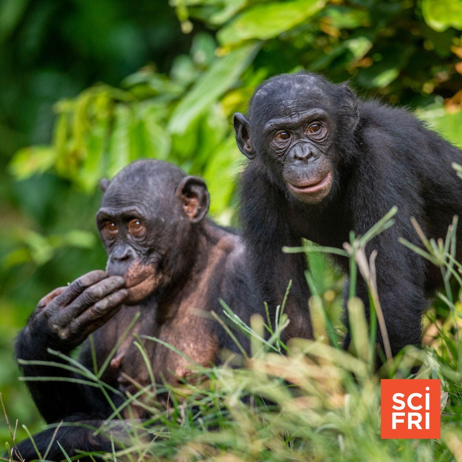 Maybe Bonobos Aren't Gentler Than Chimps | Art Meets Ecology In A Mile ...