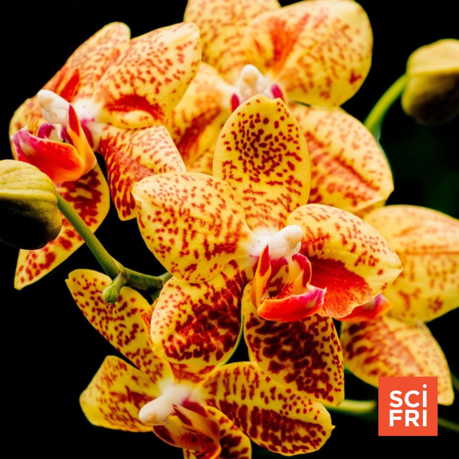 The Unseen World Of Plant Intelligence | Science Friday | WNYC Studios