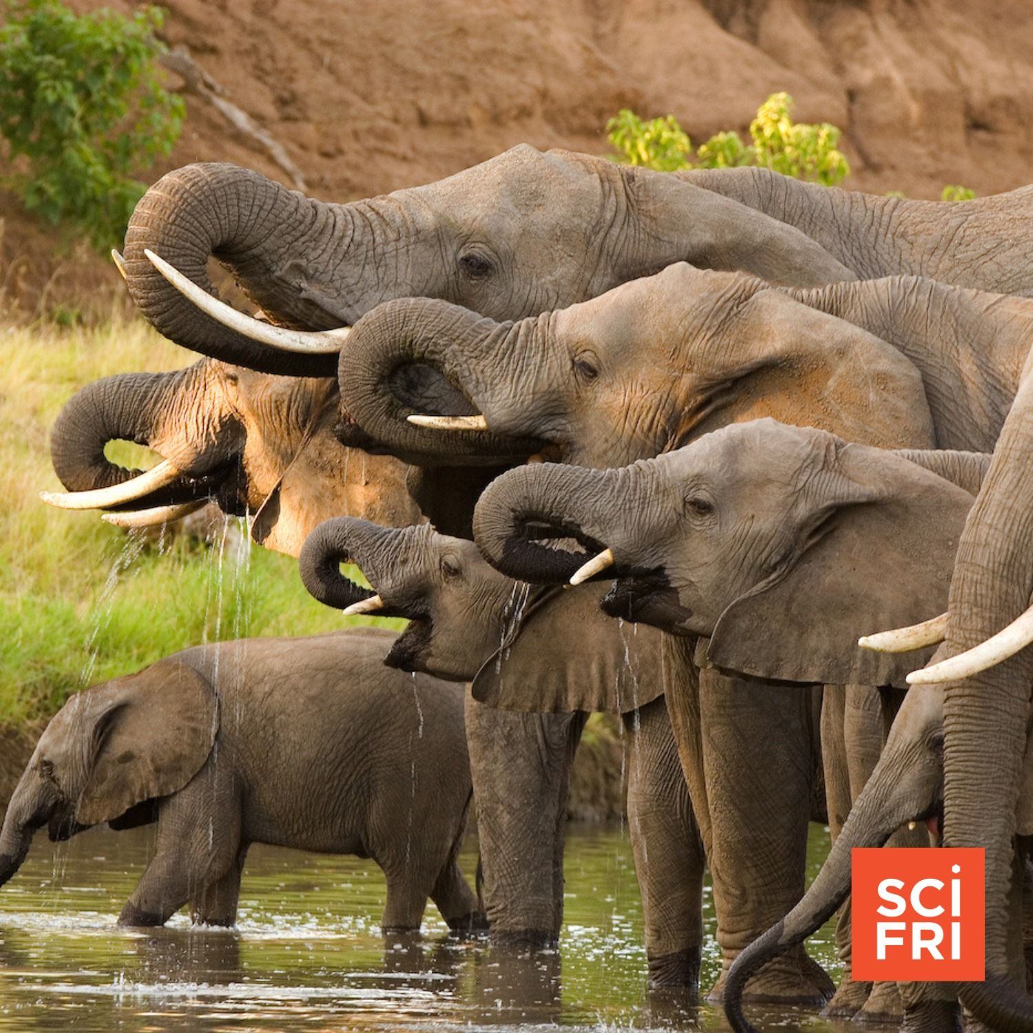 Elephants Seem To Use Names For Each Other | Kids Discover Rare T. Rex ...