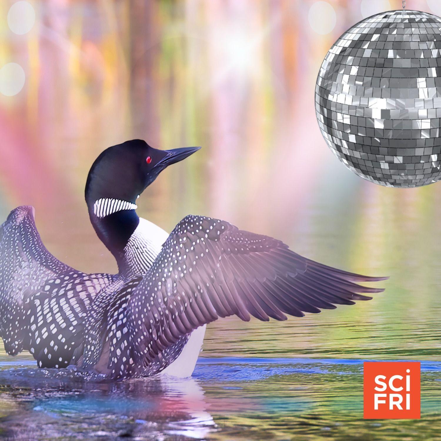 The Organ That Gives Birds Their Voices | Common Loons Are Pop Music ...