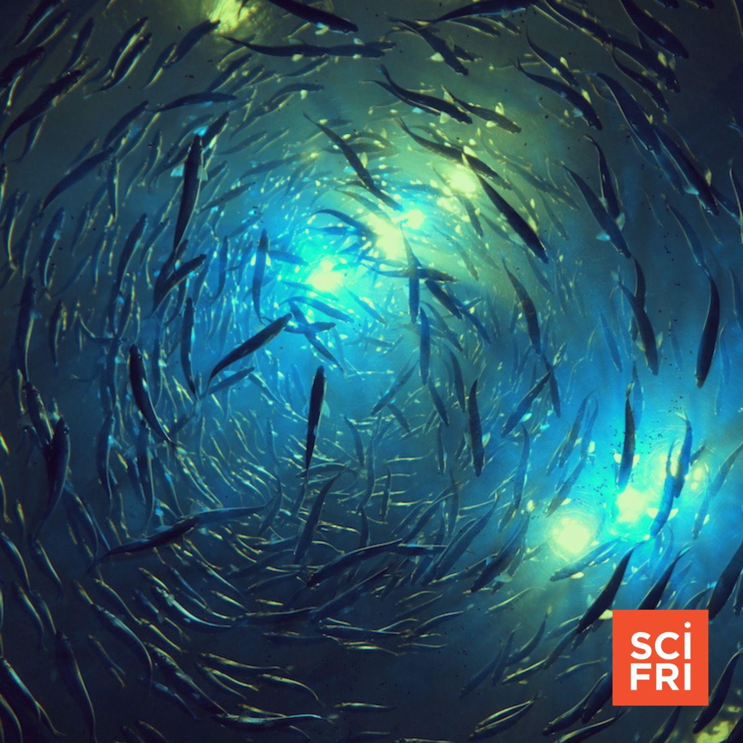 How Sound Rules Life Underwater | Science Friday | WNYC Studios