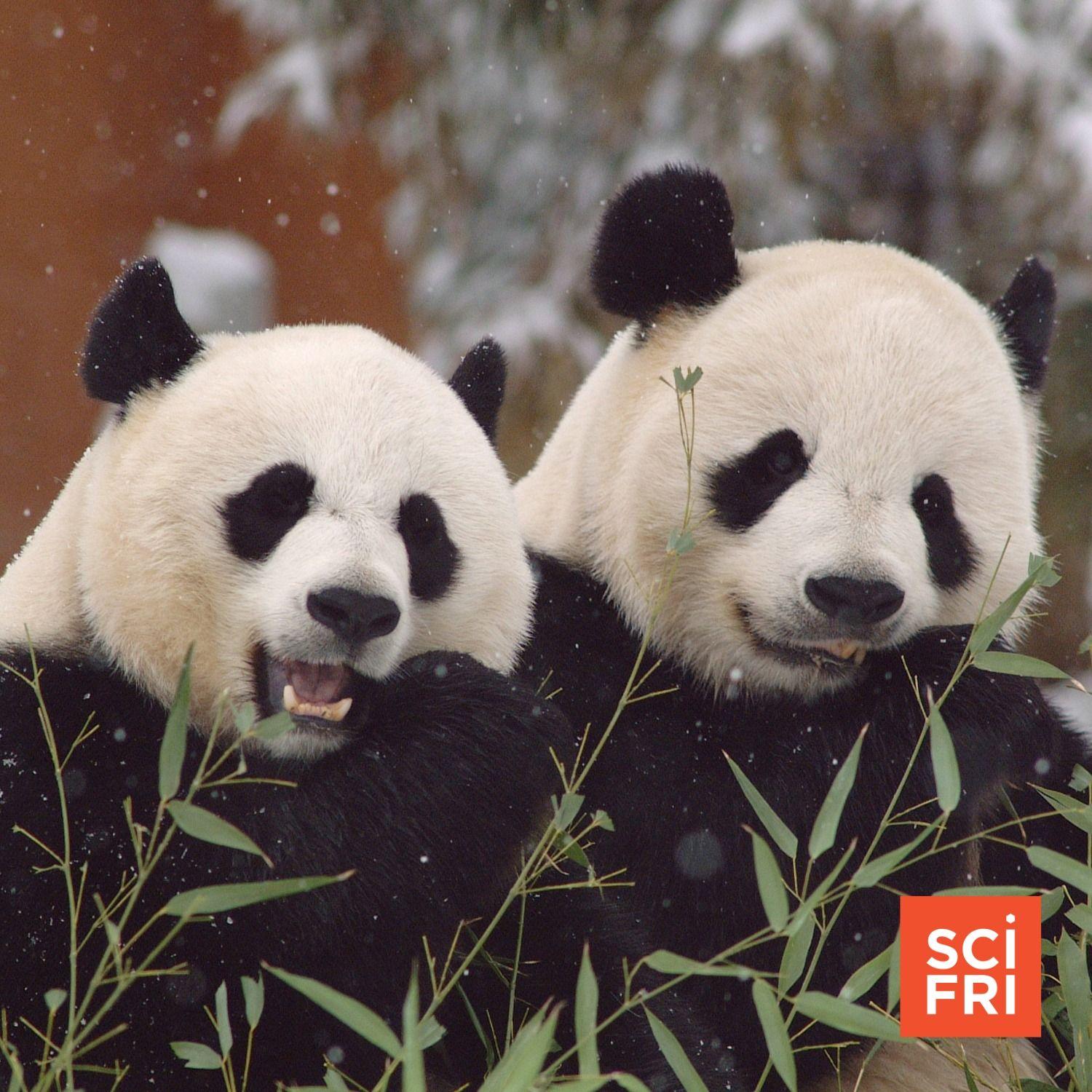 How Politics And Diplomacy Shape Panda Conservation | Science Friday ...