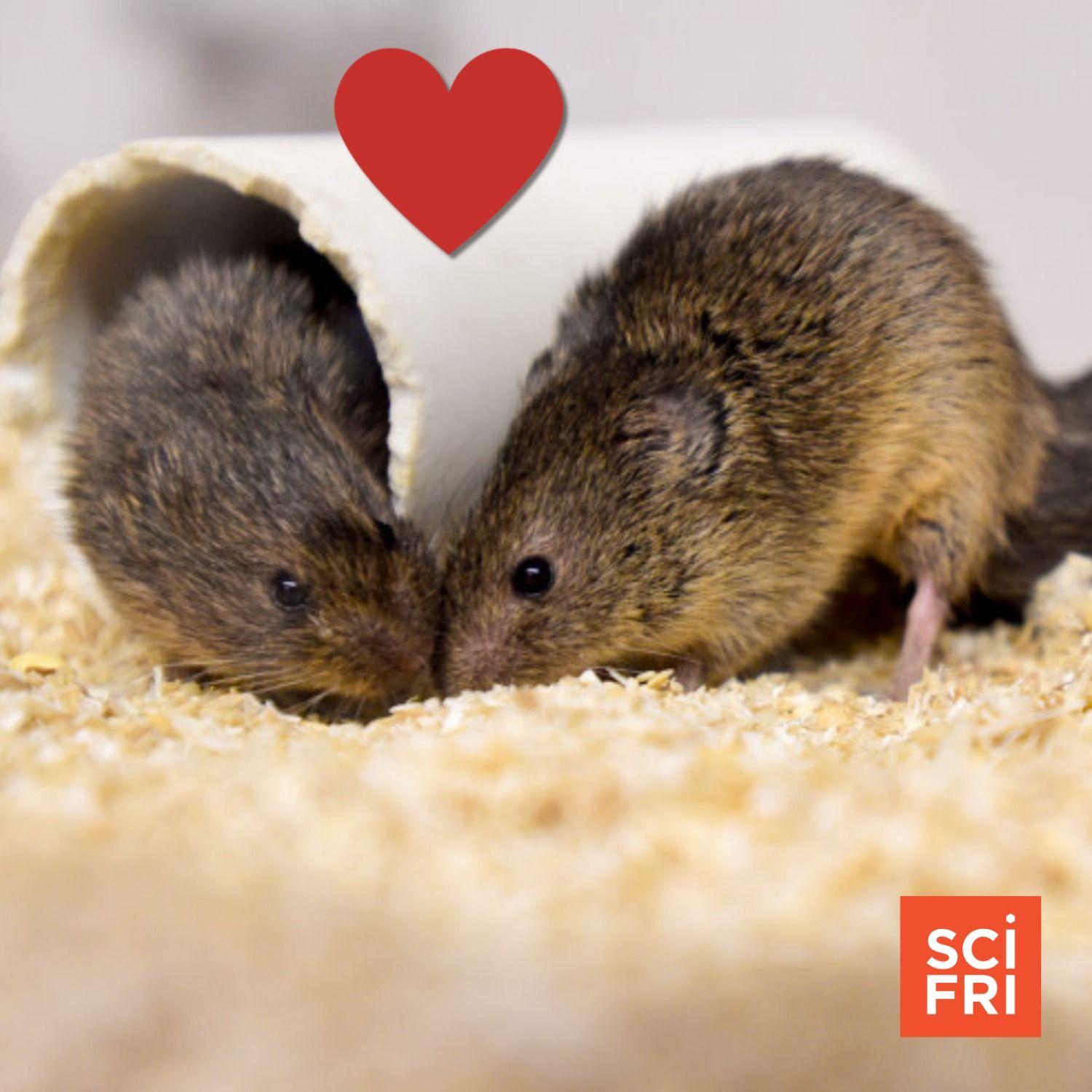 What A Rodent Brain Shows Us About Love | If Colorado Was Flattened ...