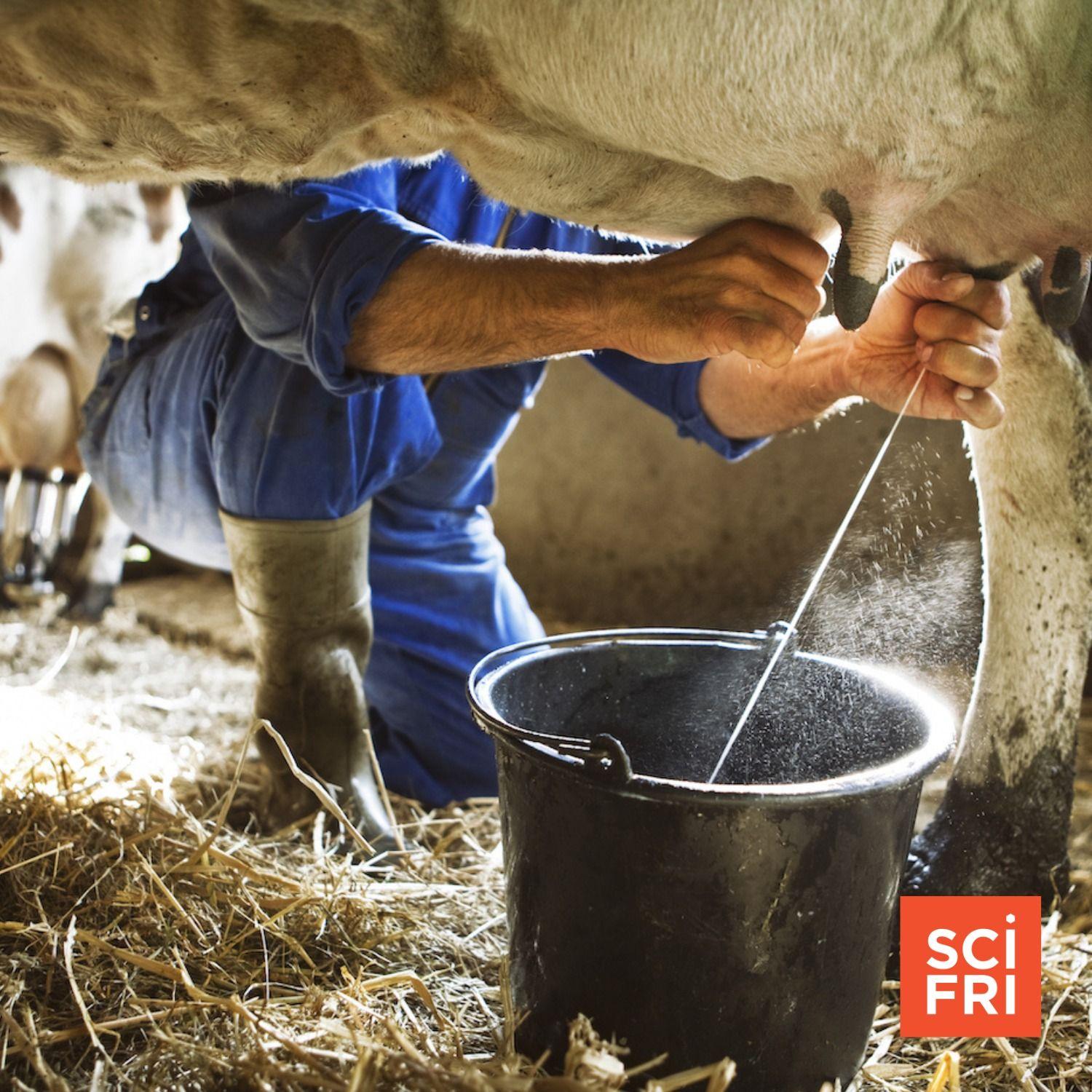 What Are The Risks Of Drinking Raw Milk? | Science Friday | WNYC Studios