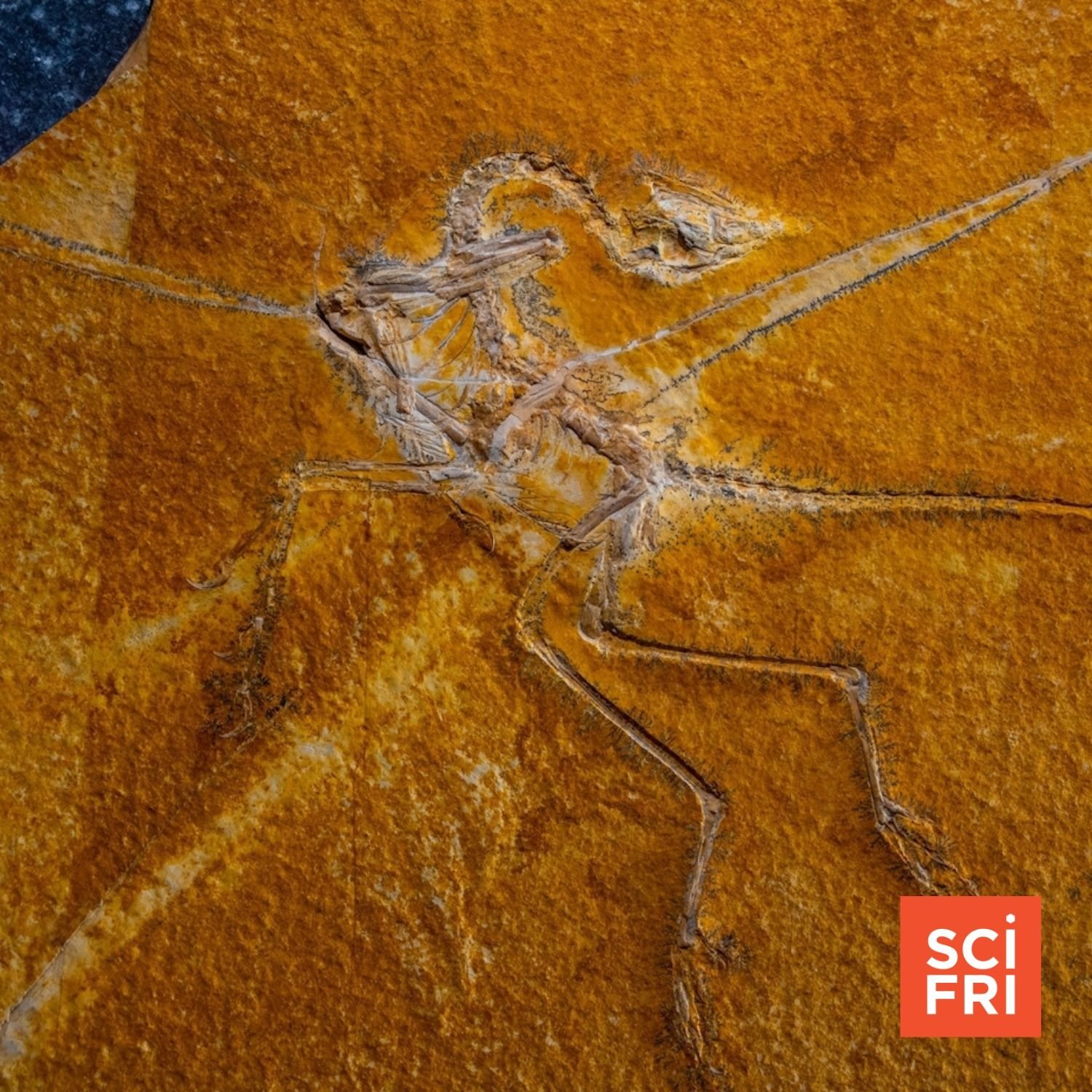 Did Dinosaur Flight Evolve More Than Once? | Biodiversity’s Biggest ...