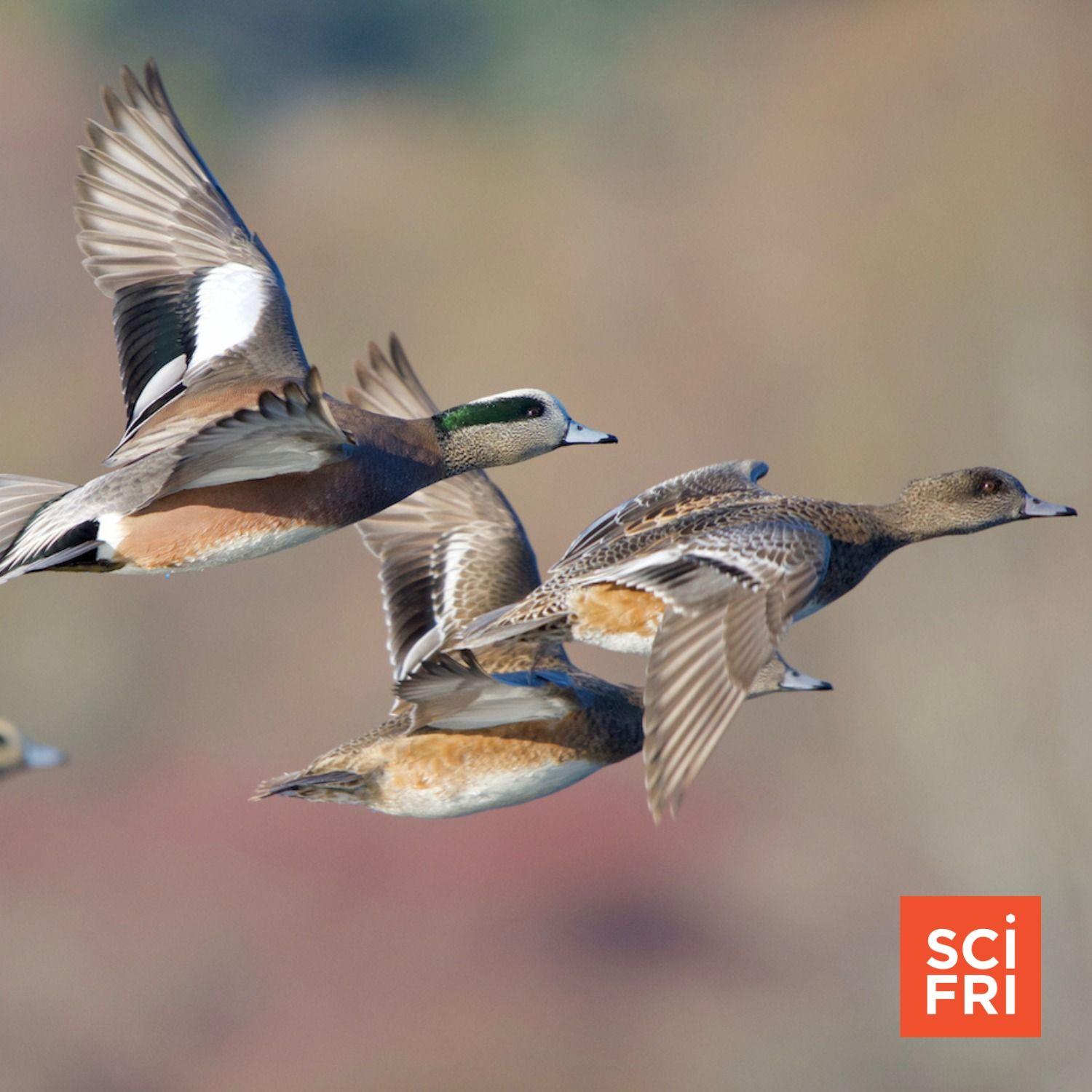 What Scientists Have Learned From 125 Years Of Bird Counts | Science ...