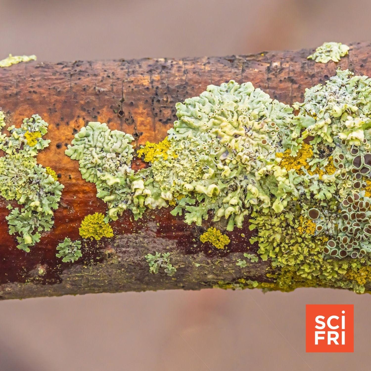 What Lichen Tell Us About Ecology, Air Quality, And More | Science ...