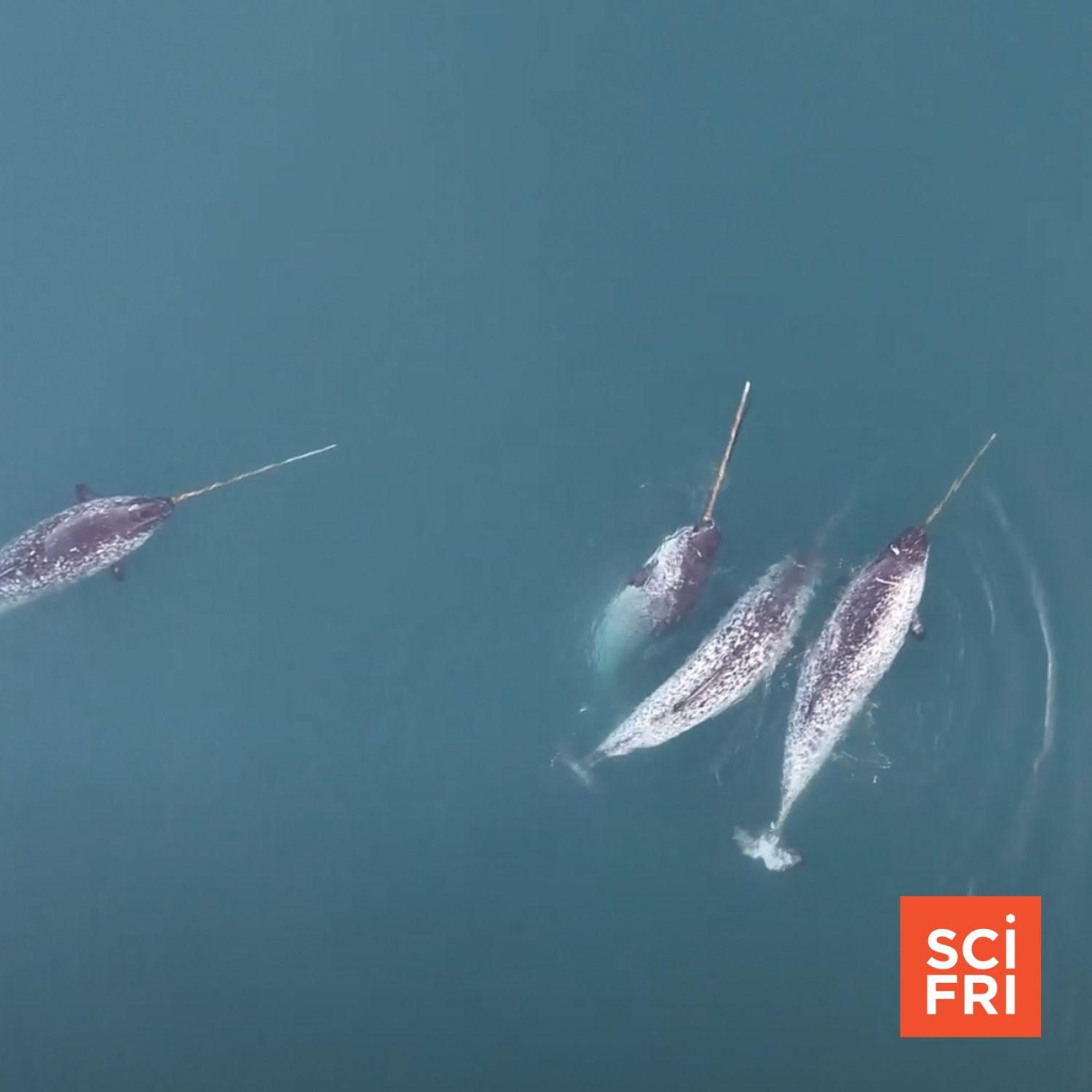 How Narwhals Use Their Tusks To Hunt And Play | This Week's ‘Blood Moon’ Lunar Eclipse | Science ...
