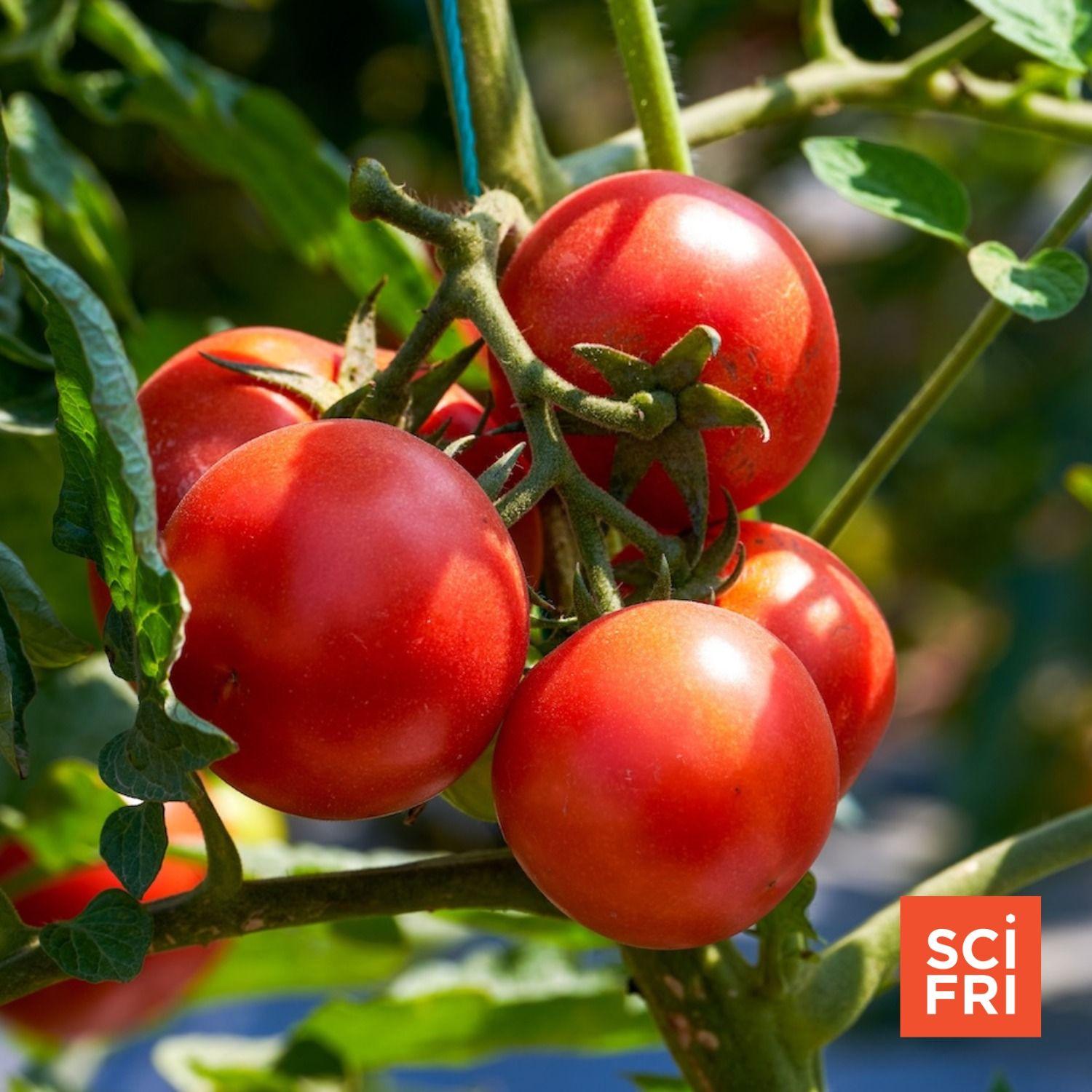 Scientists Identify Genes For Tomato And Eggplant Size | Science Friday ...