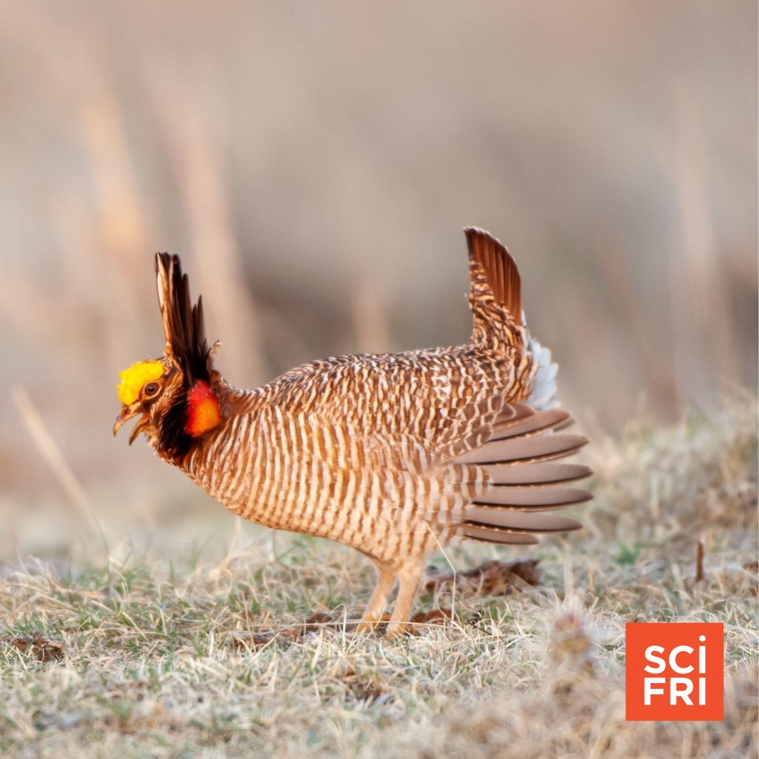Lesser Prairie Chicken May Lose Endangered Species Status | Science ...