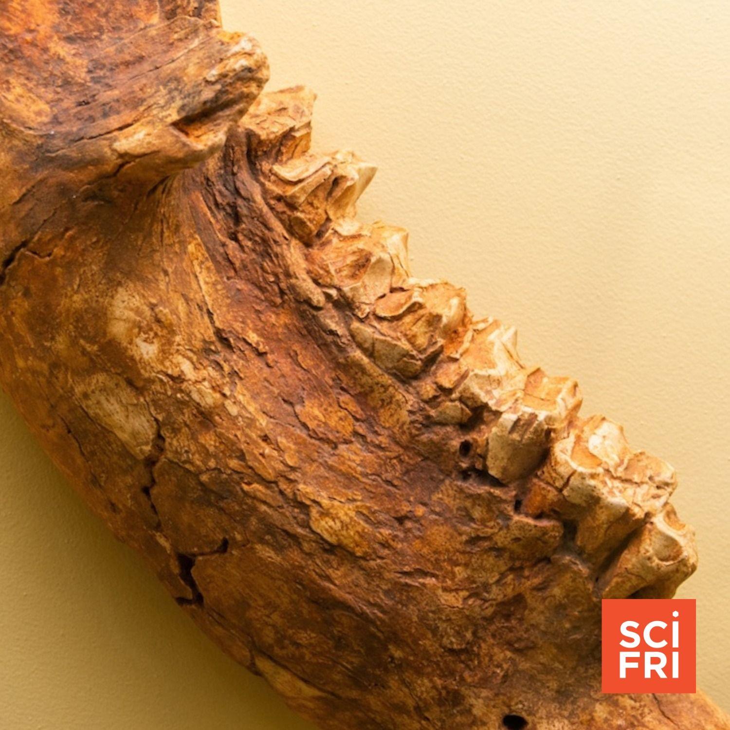 Ancient Bone Proteins May Offer Insight On Megafauna Extinction ...