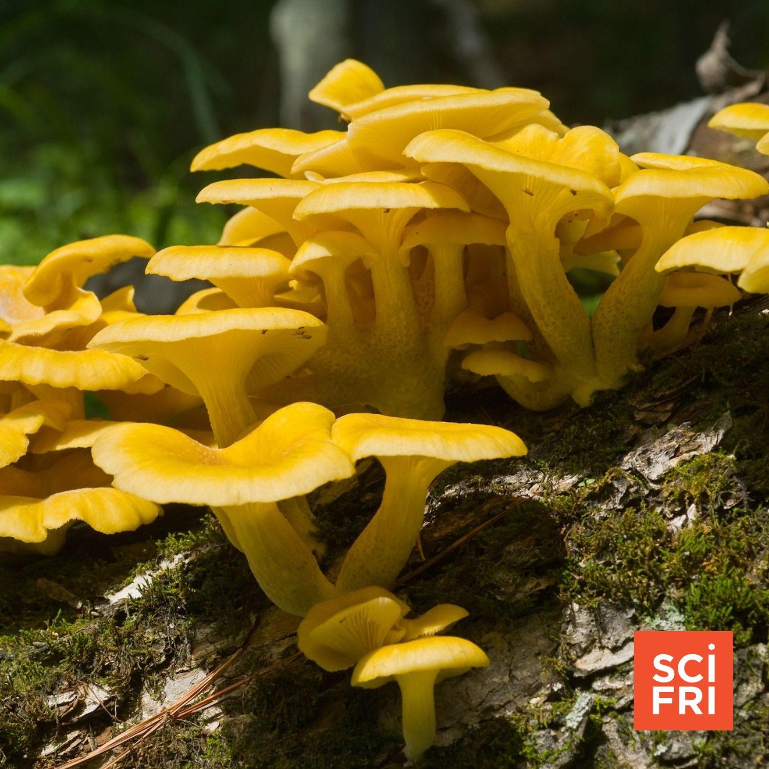 A Delicious But Invasive Mushroom Could Affect Fungal Diversity ...