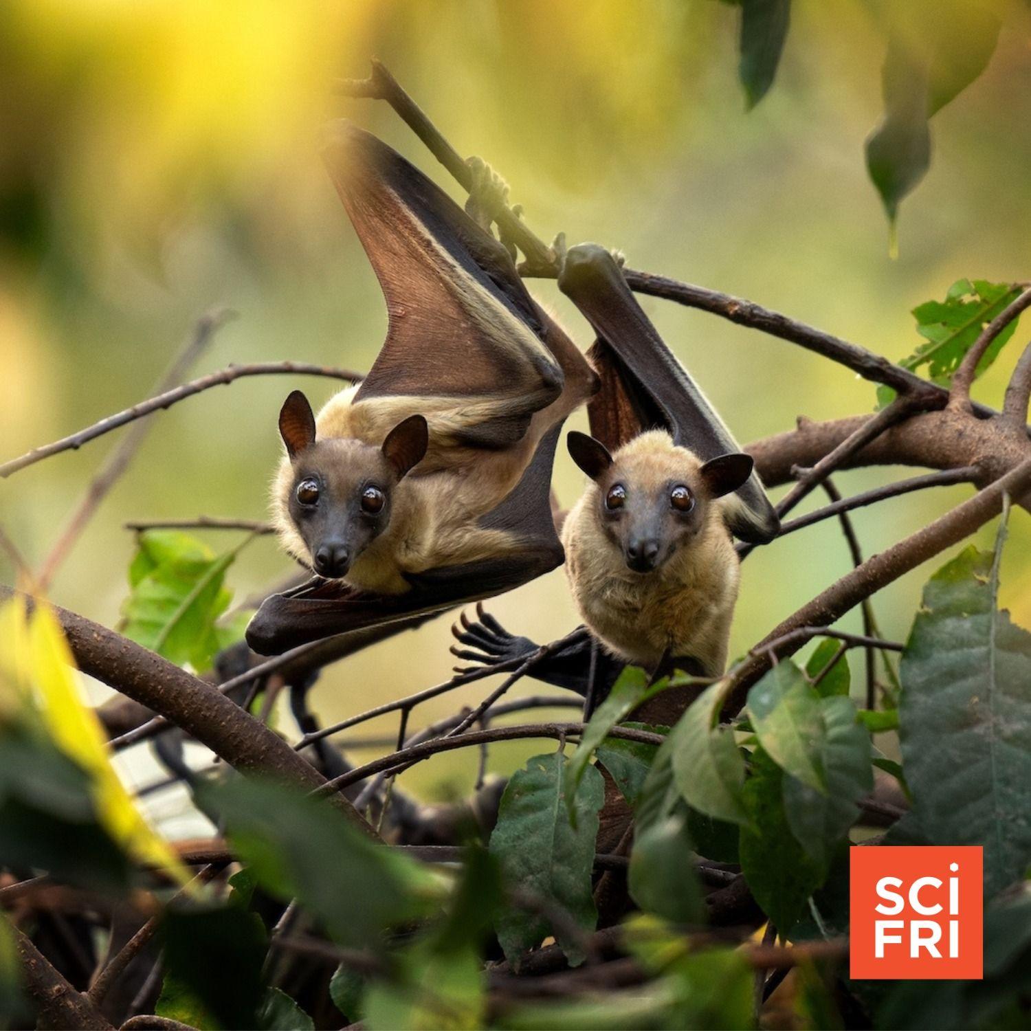 Raising A New Generation Of Bat Conservationists In West Africa ...