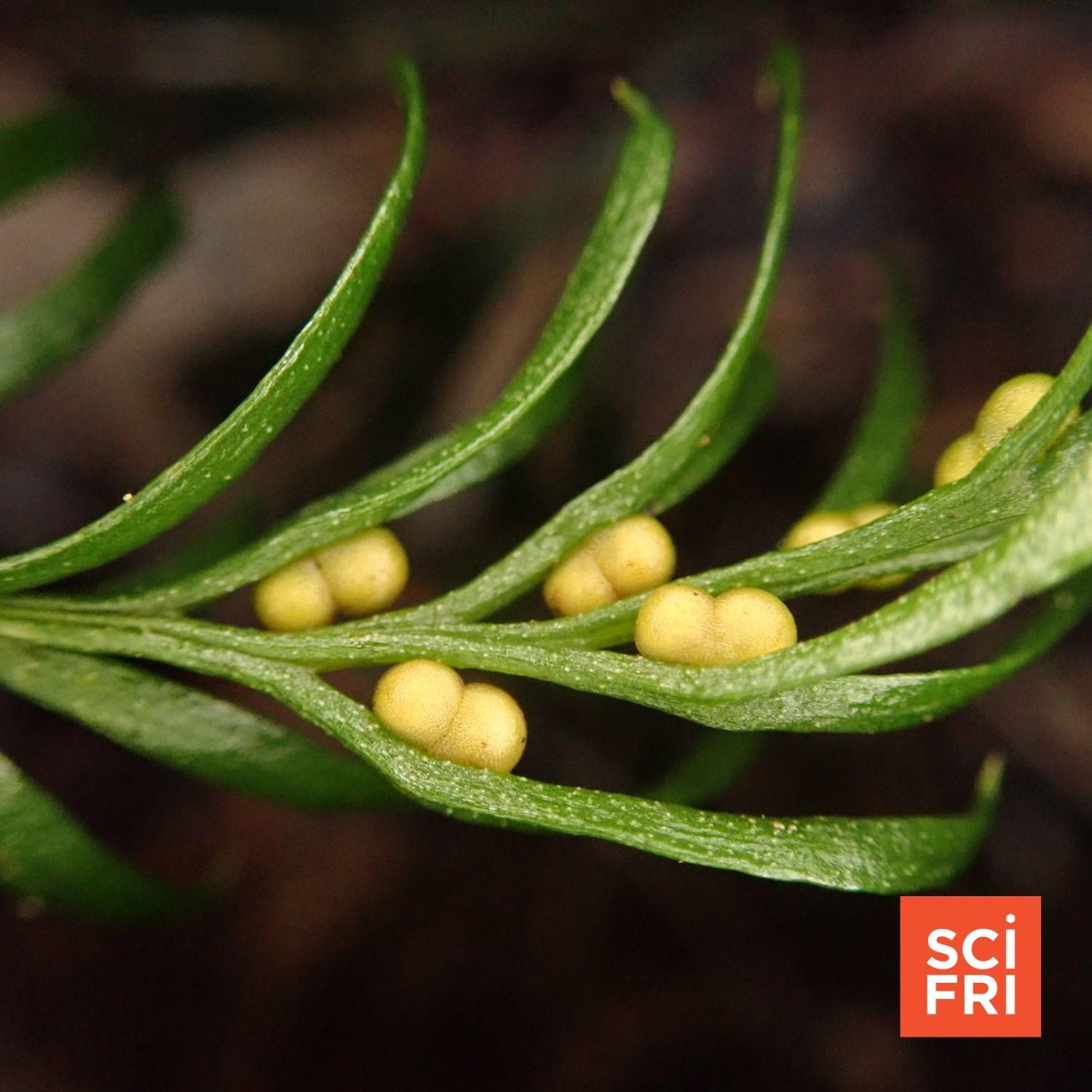 Metal-Absorbing Plants Could Make Mining Greener | A Tiny Fern's ...