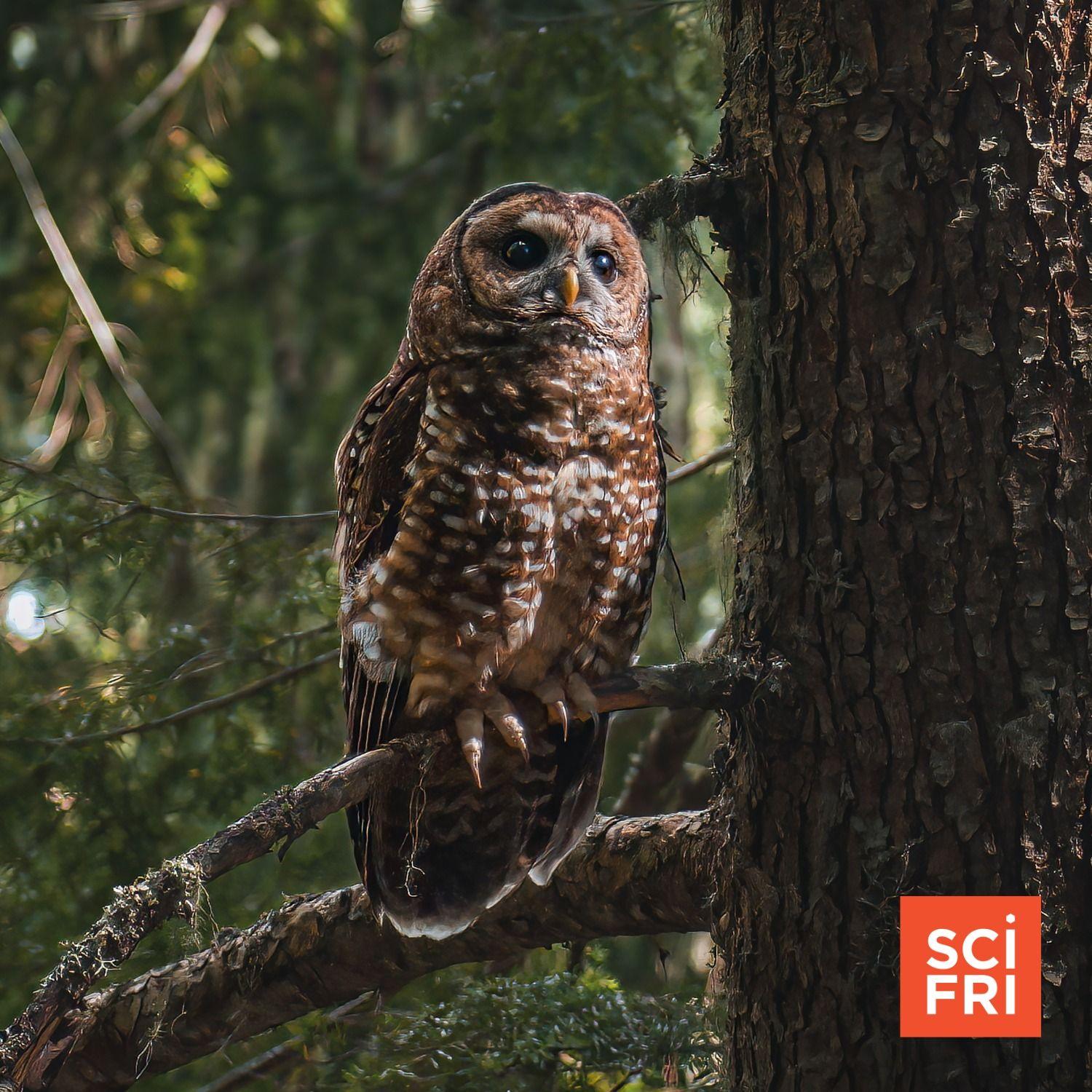 A Startling Plan To Save Spotted Owls—From Barred Owls | Science Friday ...